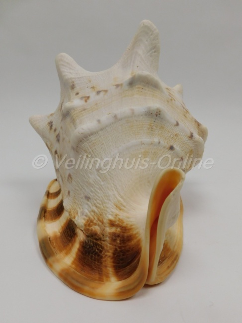 Veilinghuis-Online - kavel-details Grote schelp