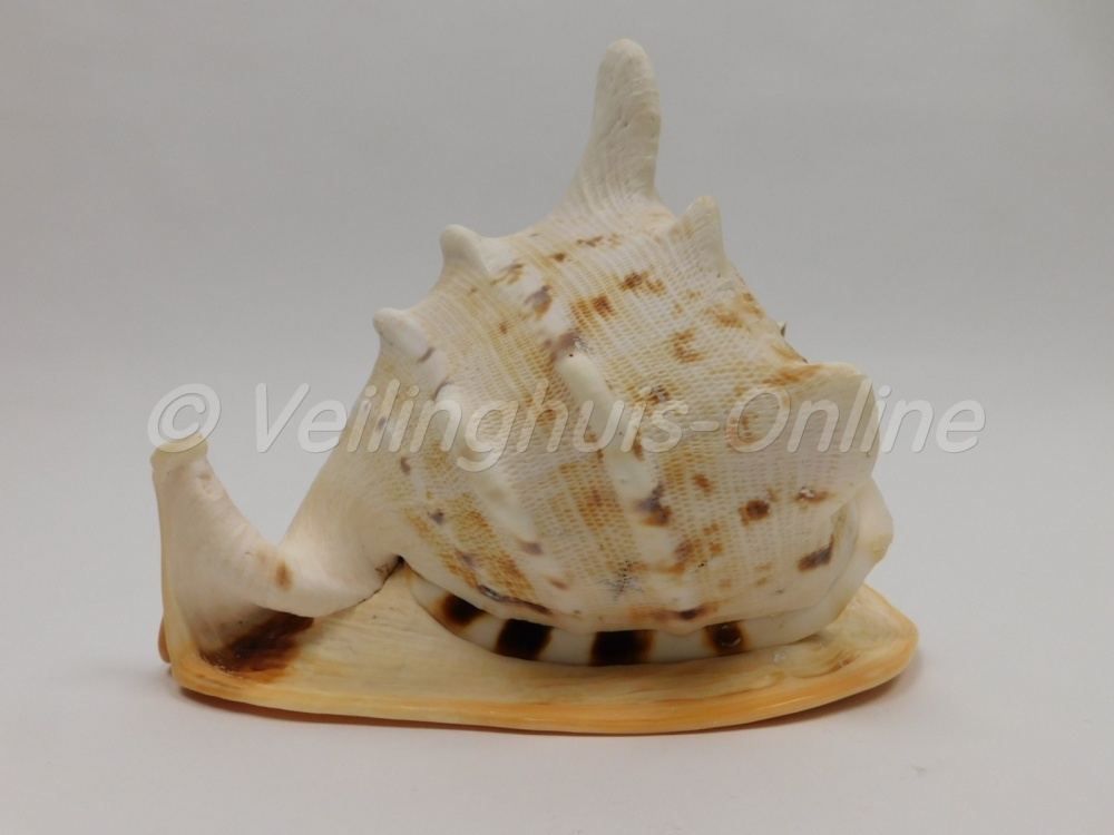Veilinghuis-Online - kavel-details Grote schelp