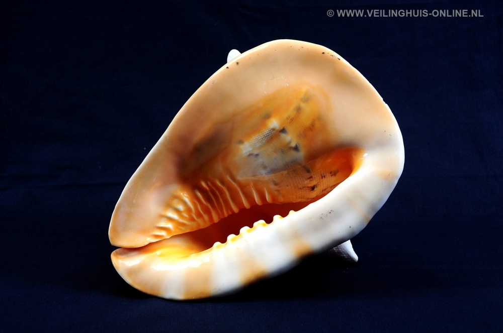 Veilinghuis-Online - kavel-details Grote Schelp