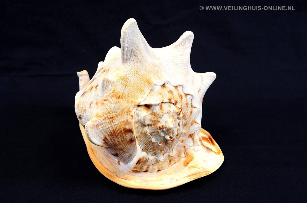 Veilinghuis-Online - kavel-details Grote Schelp