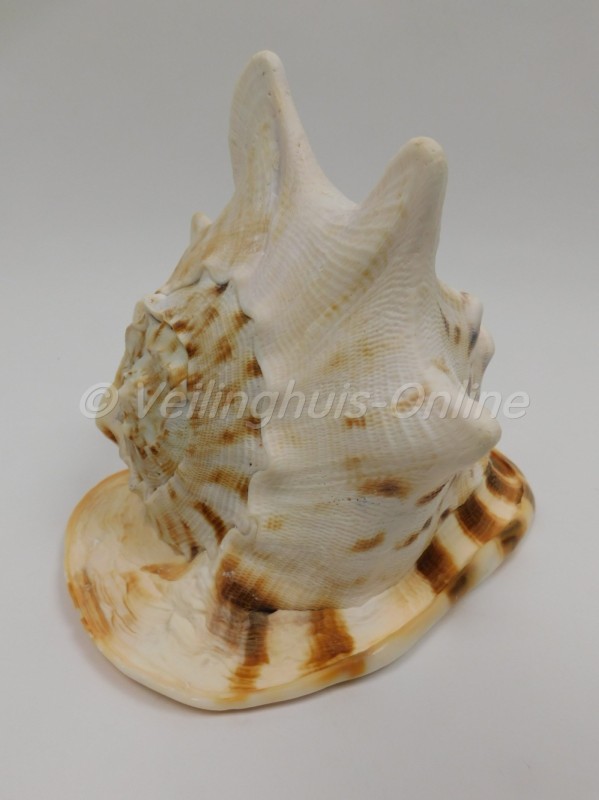Veilinghuis-Online - kavel-details Grote schelp