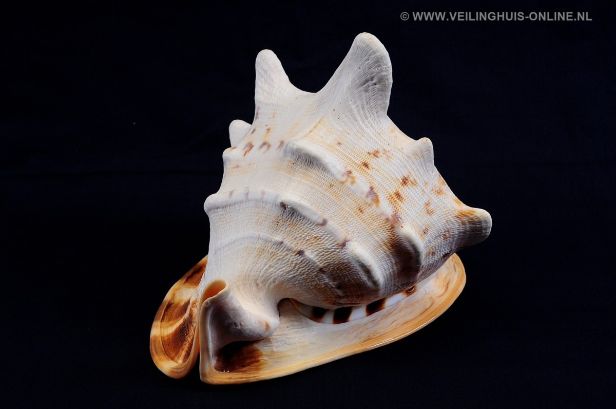 Veilinghuis-Online - kavel-details Grote Schelp