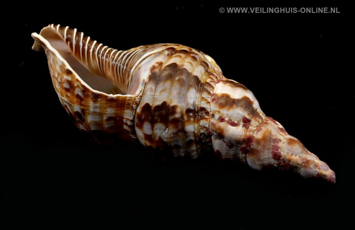 Veilinghuis-Online - kavel-details Tritonshoorn schelp