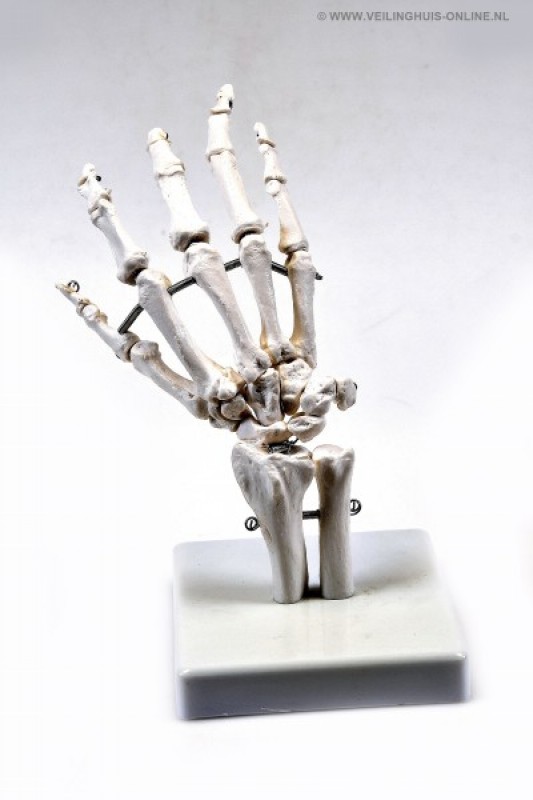 Veilinghuis-Online - kavel-details Anatomisch model
