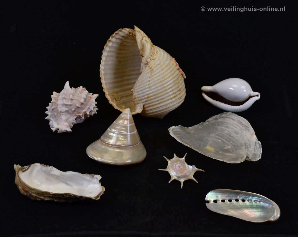 Veilinghuis-Online - kavel-details Schelpen