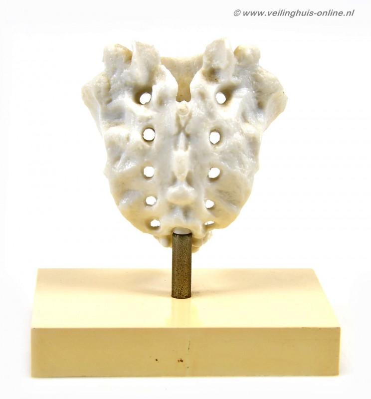 Veilinghuis-Online - kavel-details Anatomisch model van het staartbeen ...
