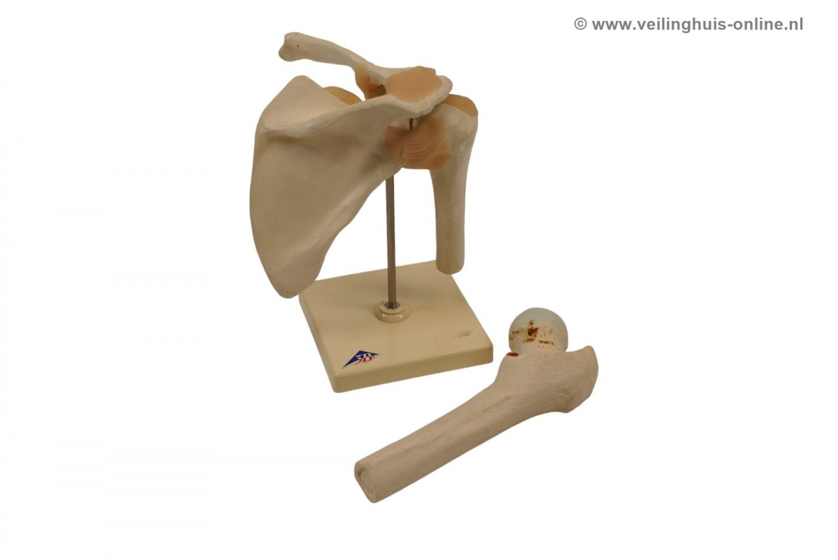 Veilinghuis-Online - kavel-details Anatomisch model van de heup