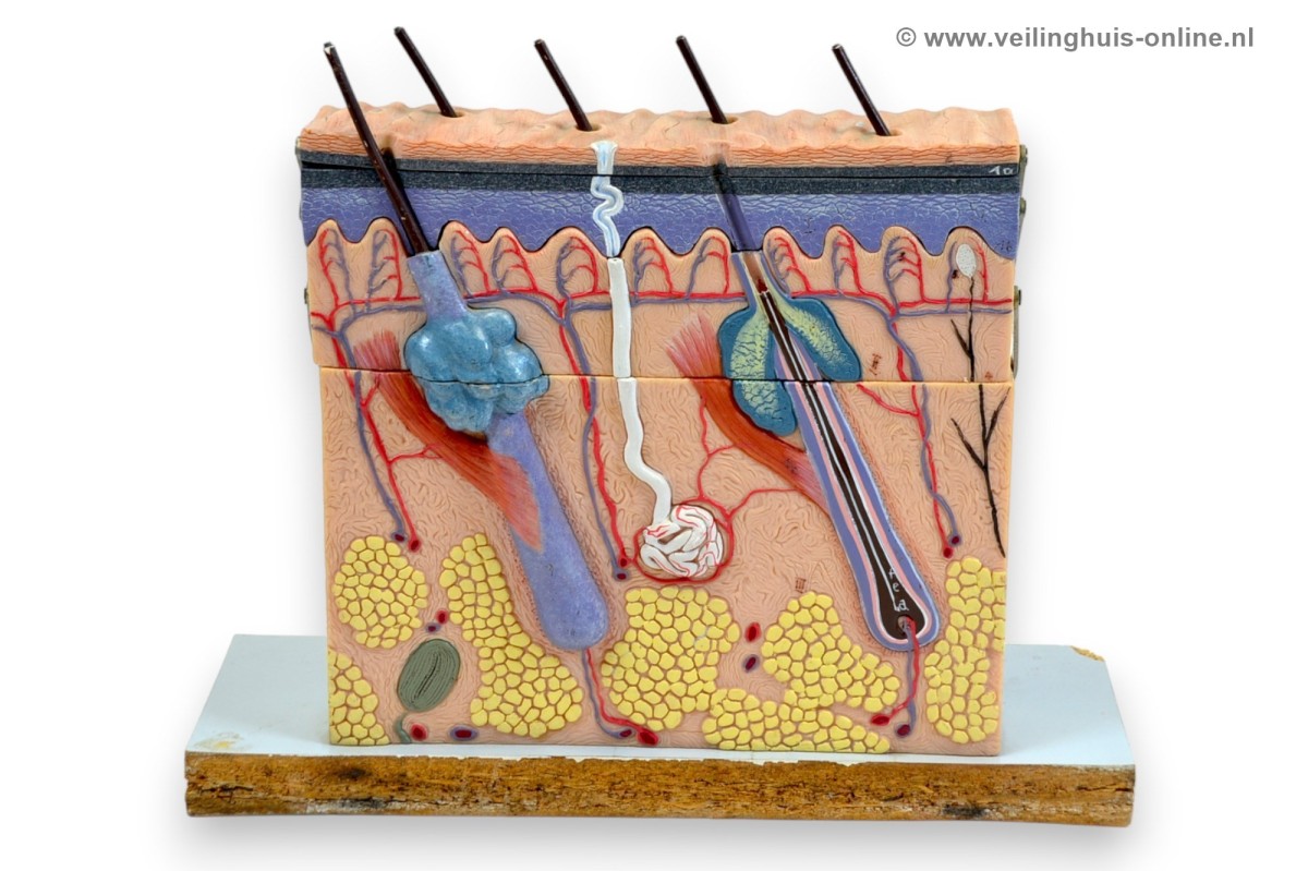 Veilinghuis-Online - kavel-details Anatomie Model van de Huid