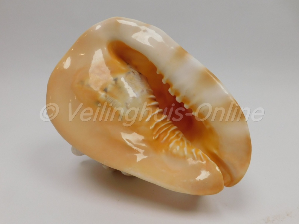 Veilinghuis-Online - kavel-details Grote schelp