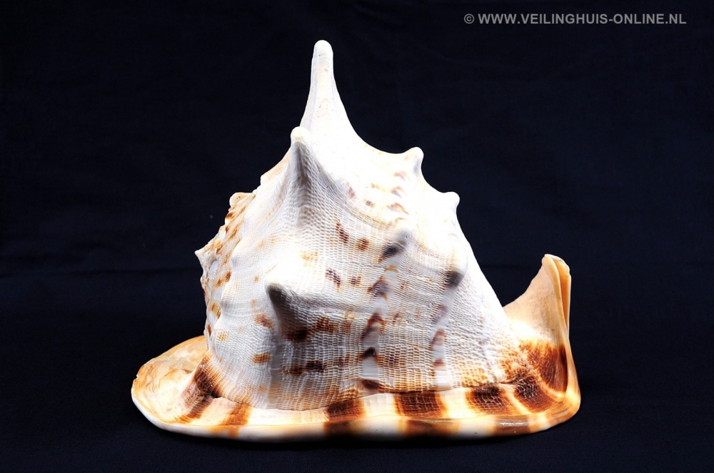 Veilinghuis-Online - kavel-details Grote Schelp