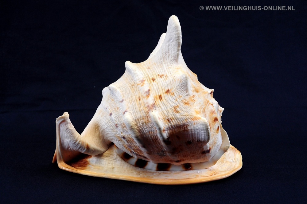 Veilinghuis-Online - kavel-details Grote Schelp