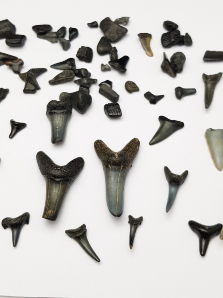 Veilinghuis-Online - kavel-details Fossielen haaientanden