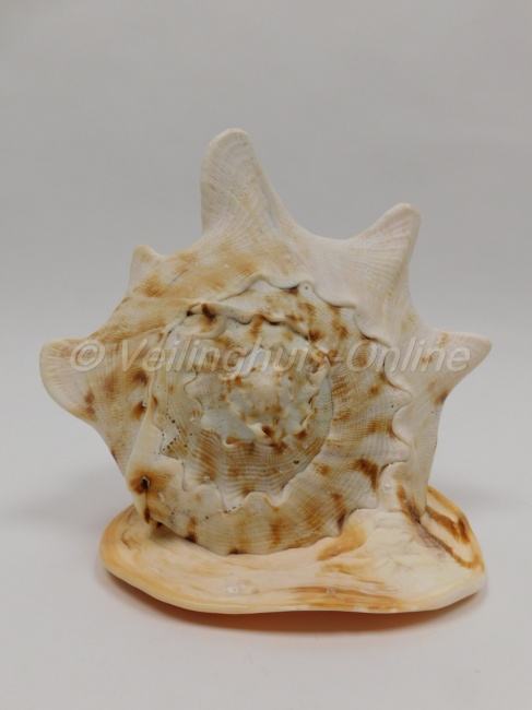 Veilinghuis-Online - kavel-details Grote schelp